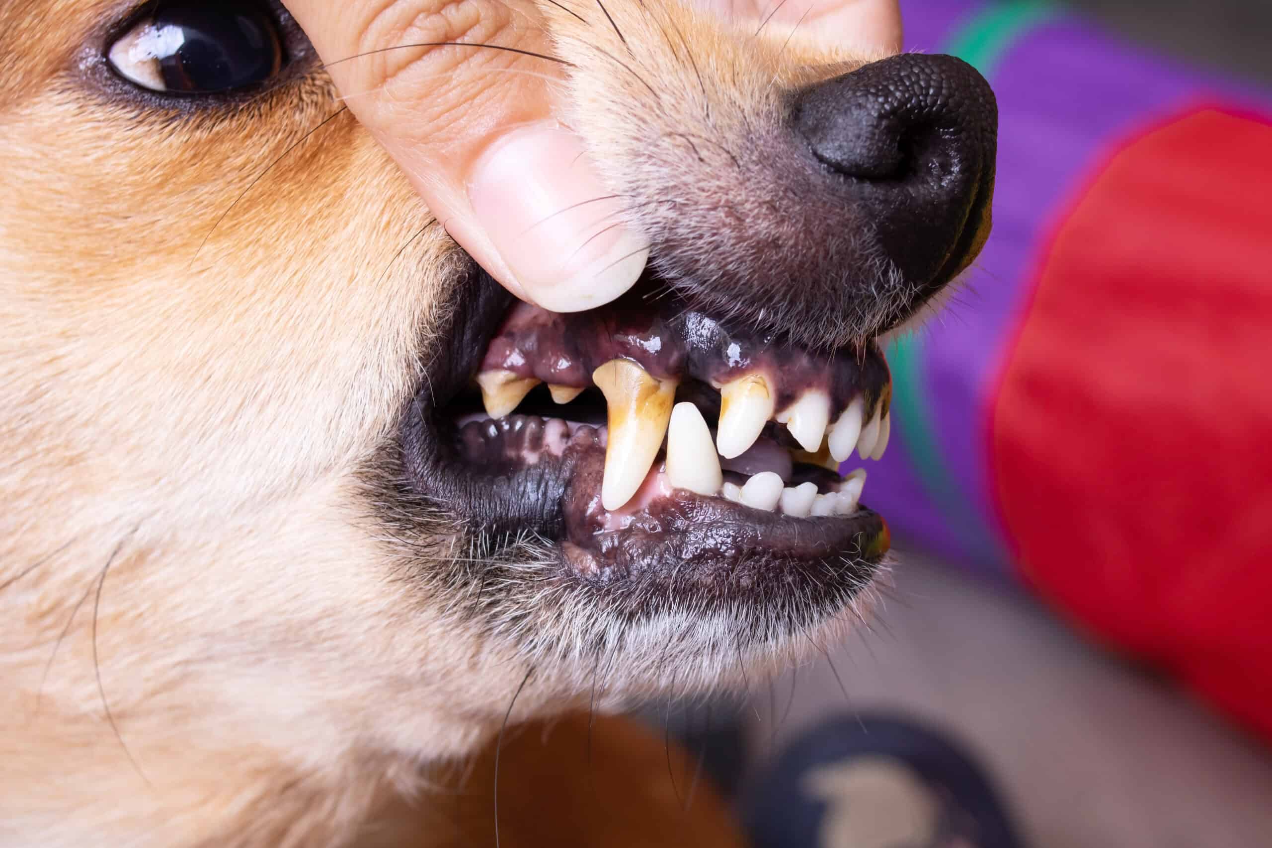Diagnosing the Stages of Pet Dental Disease - Englishtown Vet MD