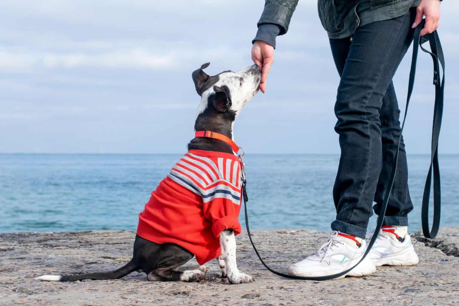 The “Leave It” Command in Six Steps - Englishtown Vet MD