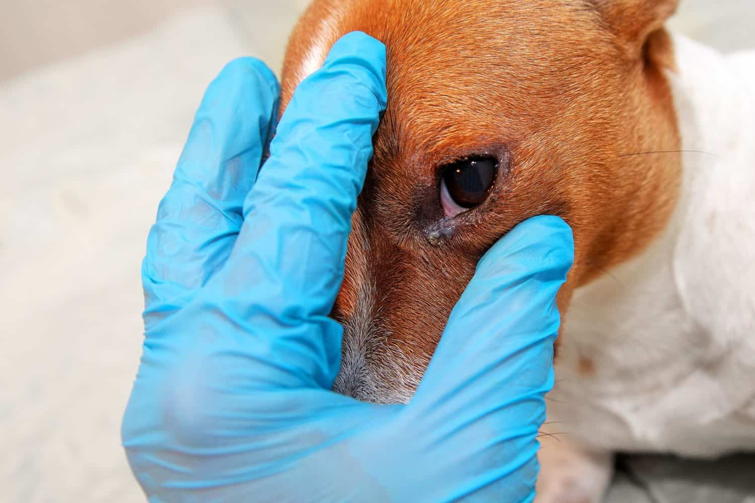 Eye Infections in Dogs and Cats - Englishtown Vet MD