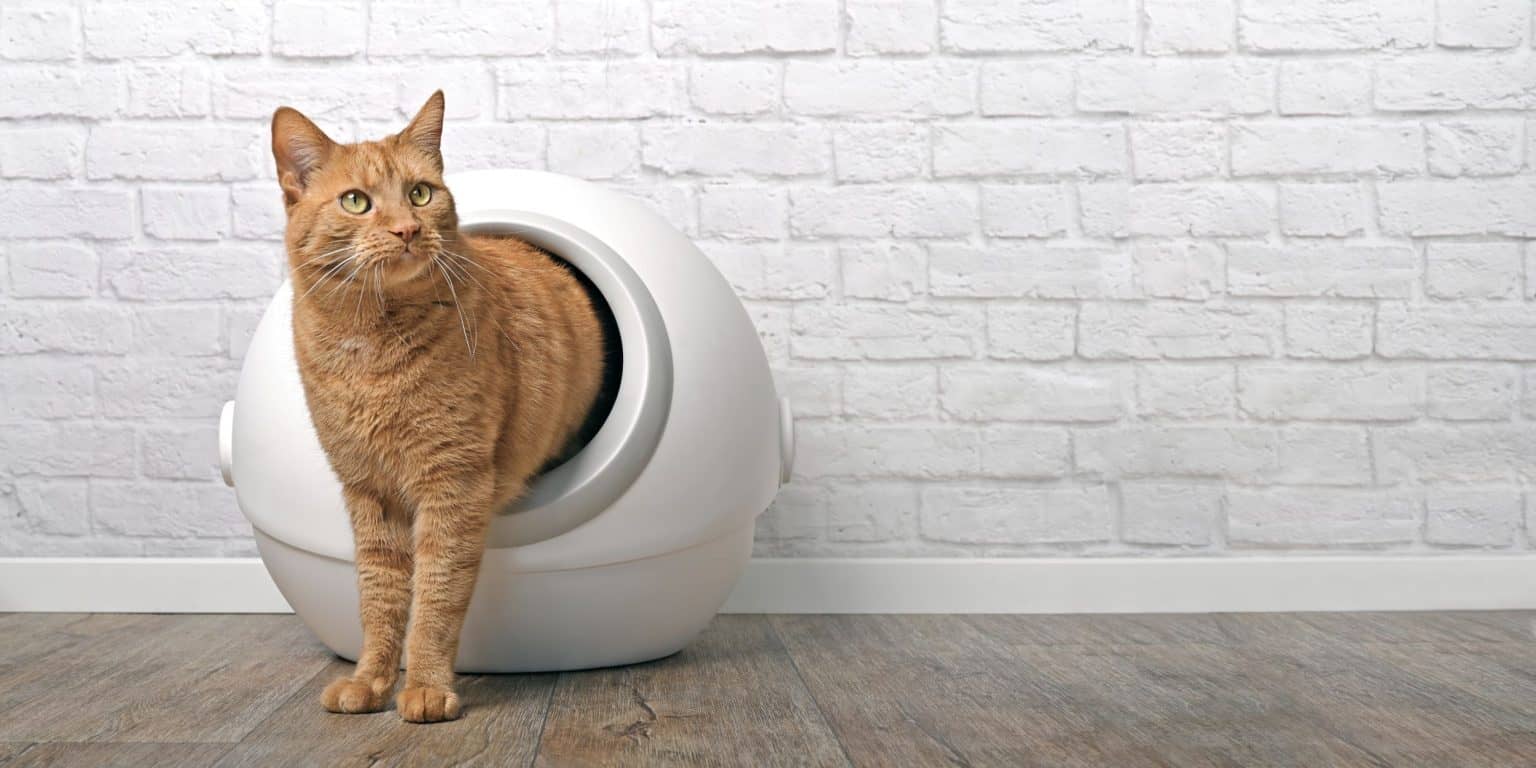 How to Identify and Remedy Litter Box Problems - Englishtown Vet MD