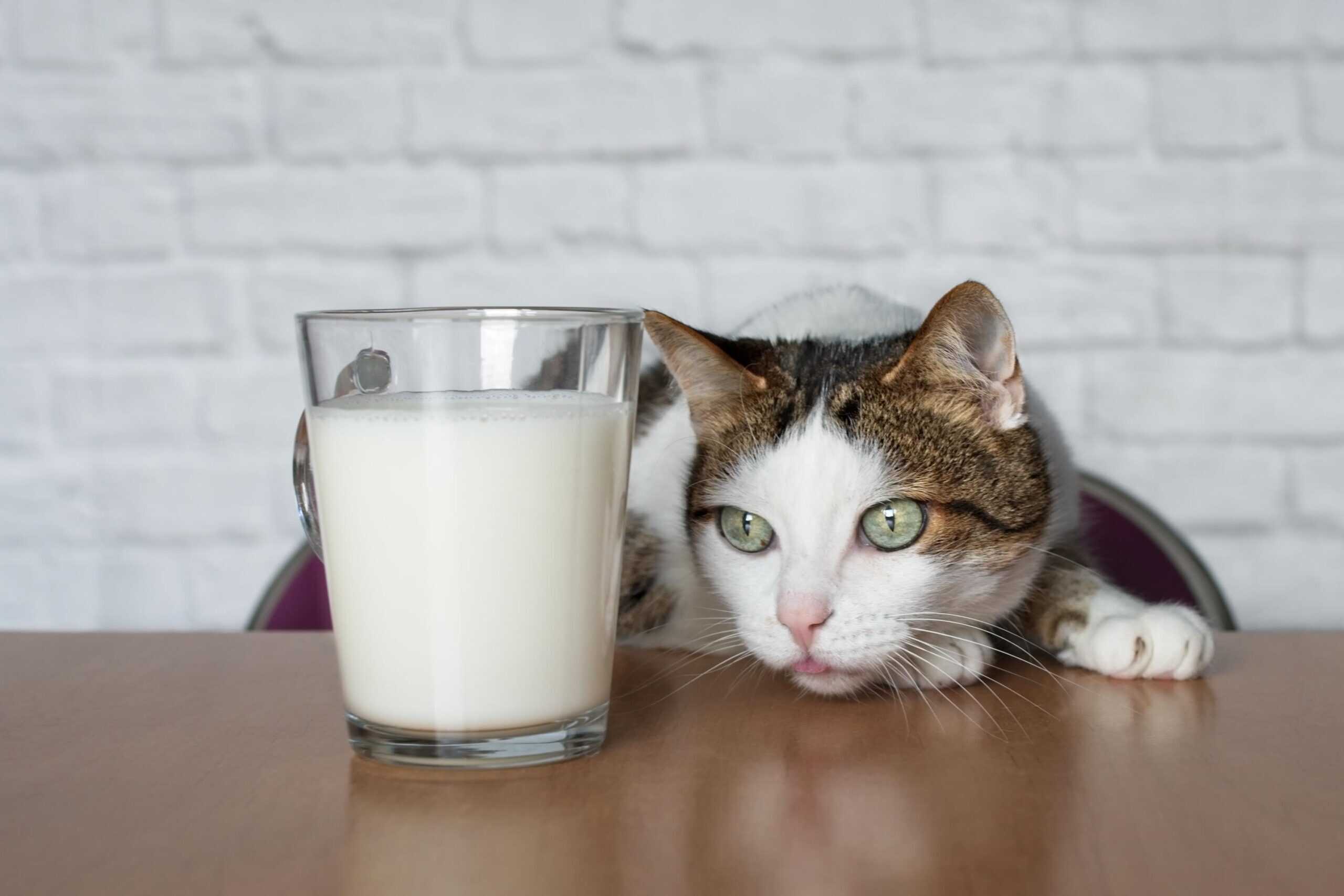 Can Cats Drink Cow's Milk?